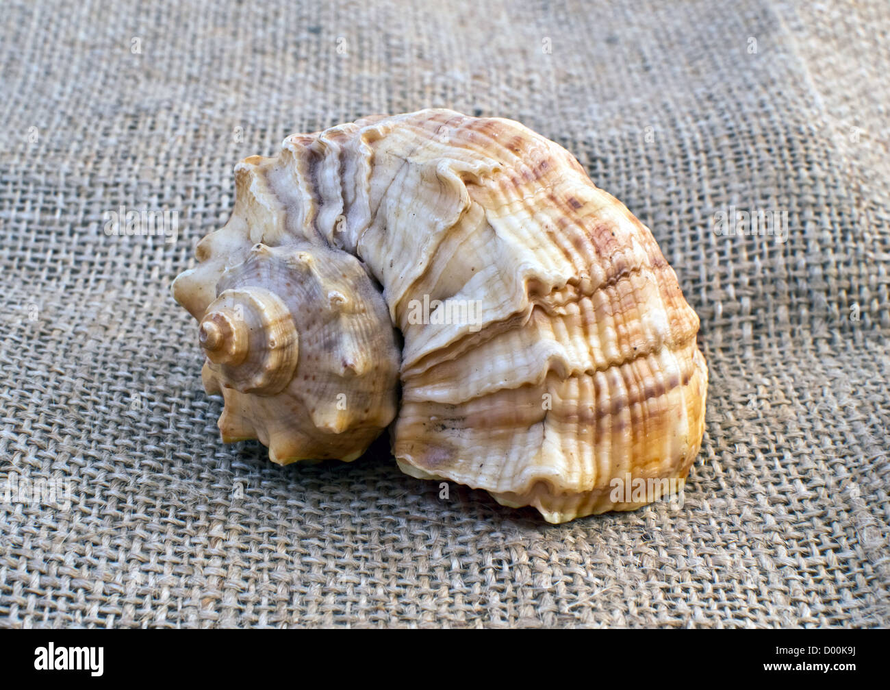 Cockshell hi-res stock photography and images - Alamy