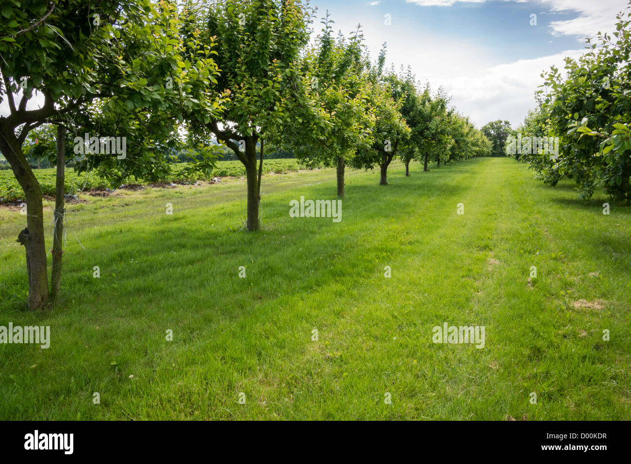 Row of fruit trees hi-res stock photography and images - Alamy