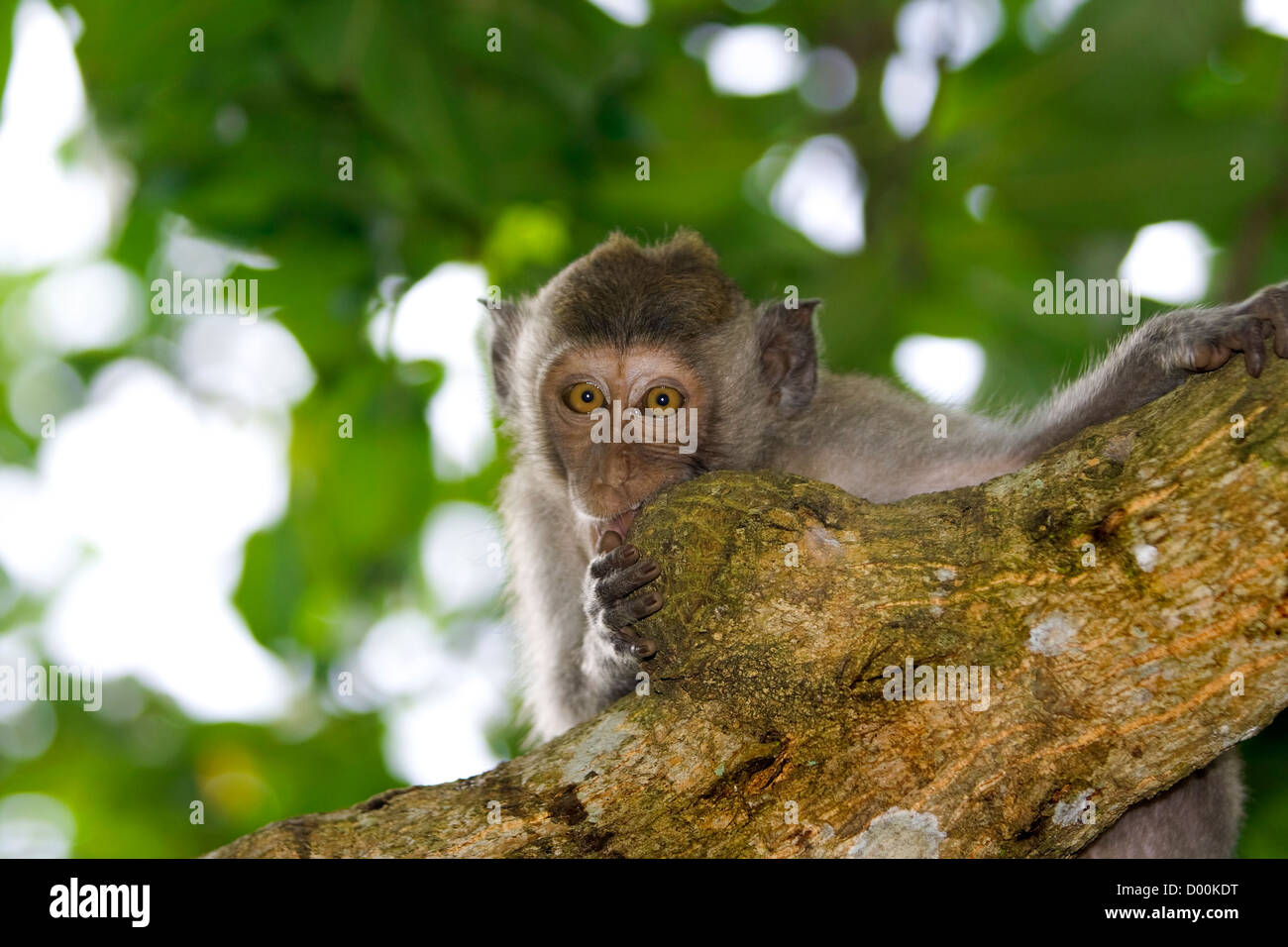 Brunei child hi-res stock photography and images - Alamy
