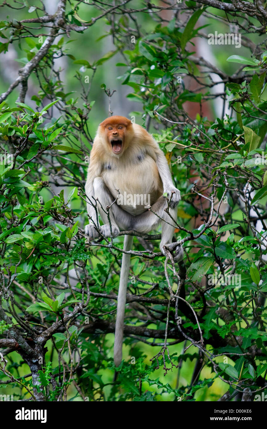 Brunei monkey hi-res stock photography and images - Alamy