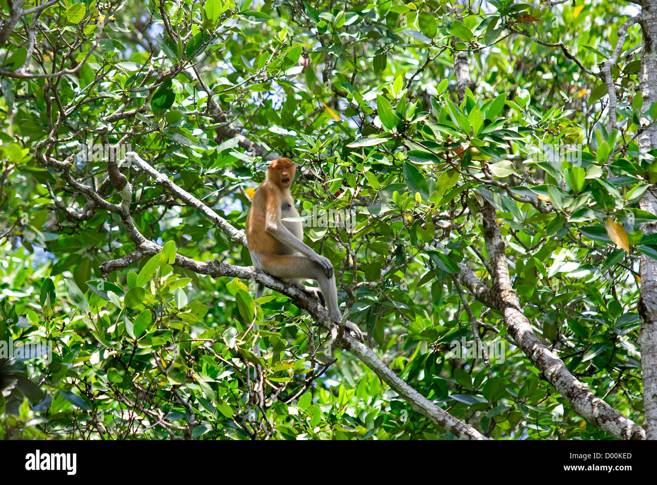 Proboscis Monkey Brunei High Resolution Stock Photography and Images ...