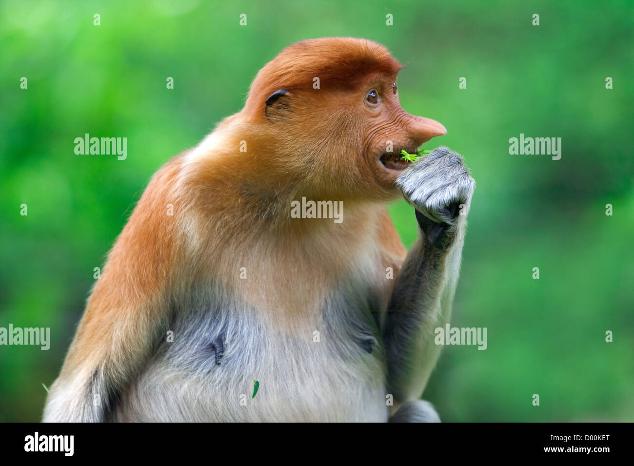 Proboscis monkey brunei hi-res stock photography and images - Alamy