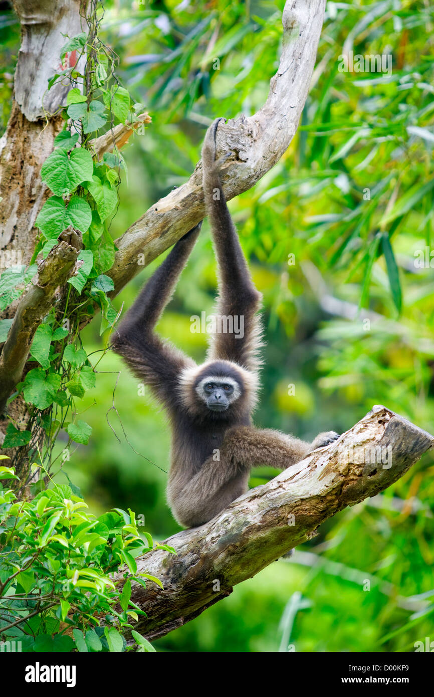 Gibbon jumping hi-res stock photography and images - Alamy