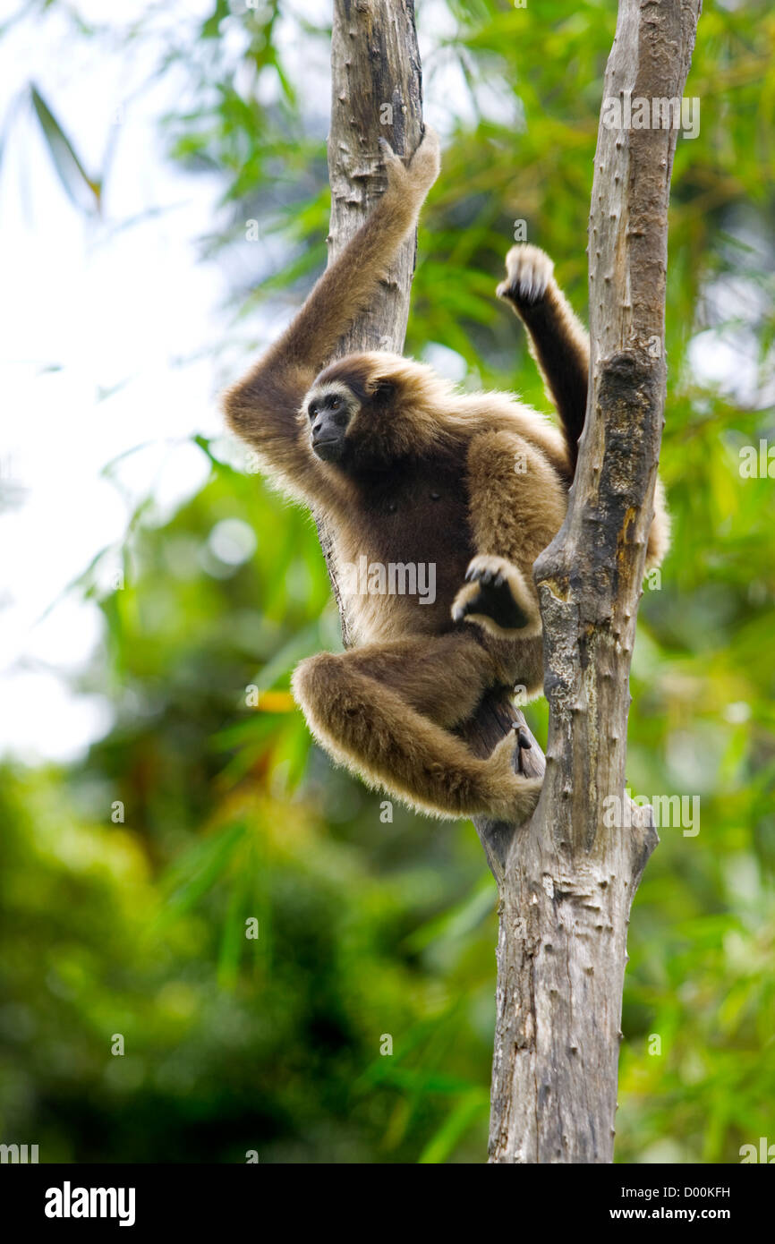 Borneo gibbon hi-res stock photography and images - Alamy