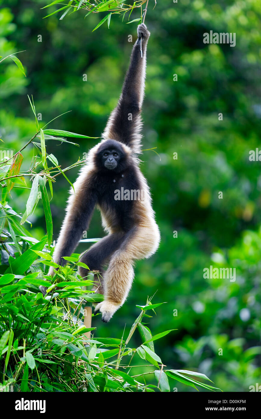 Borneo gibbon hi-res stock photography and images - Alamy