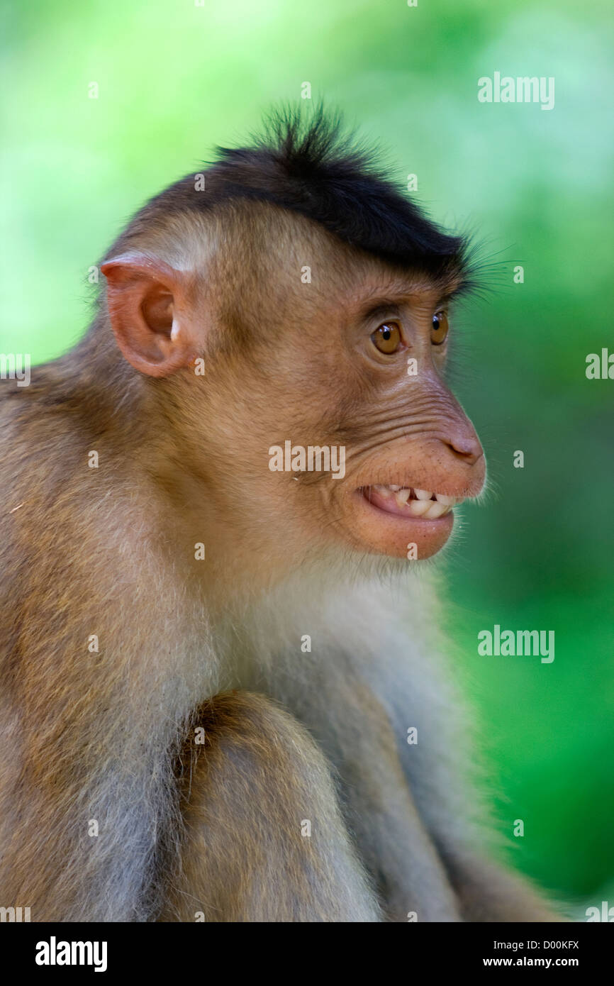 Macaque jumping hi-res stock photography and images - Alamy