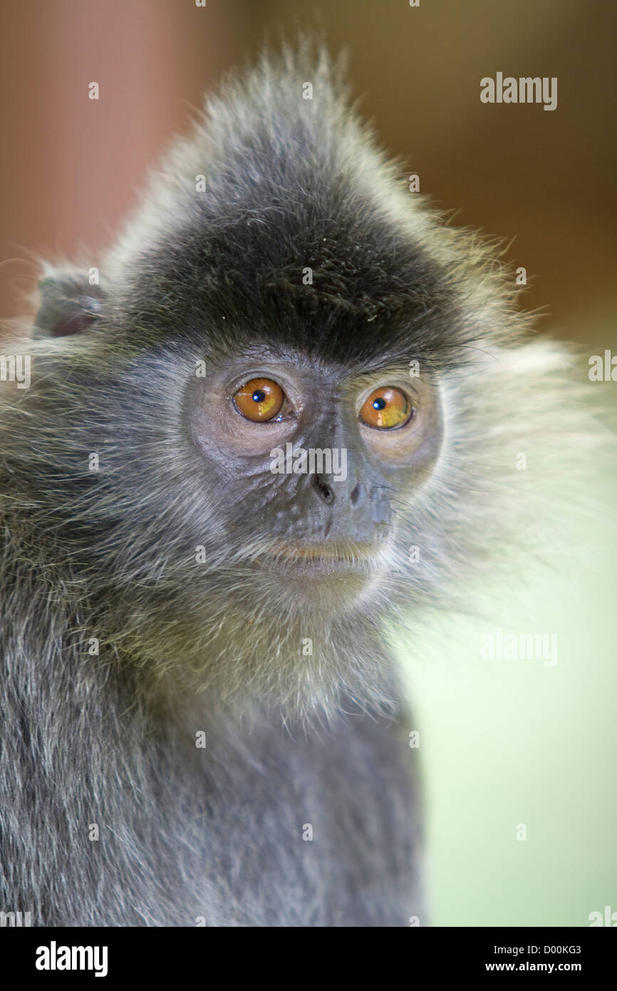 A silver leaf monkey in the mangrove, Kota Kinabalu Stock Photo - Alamy