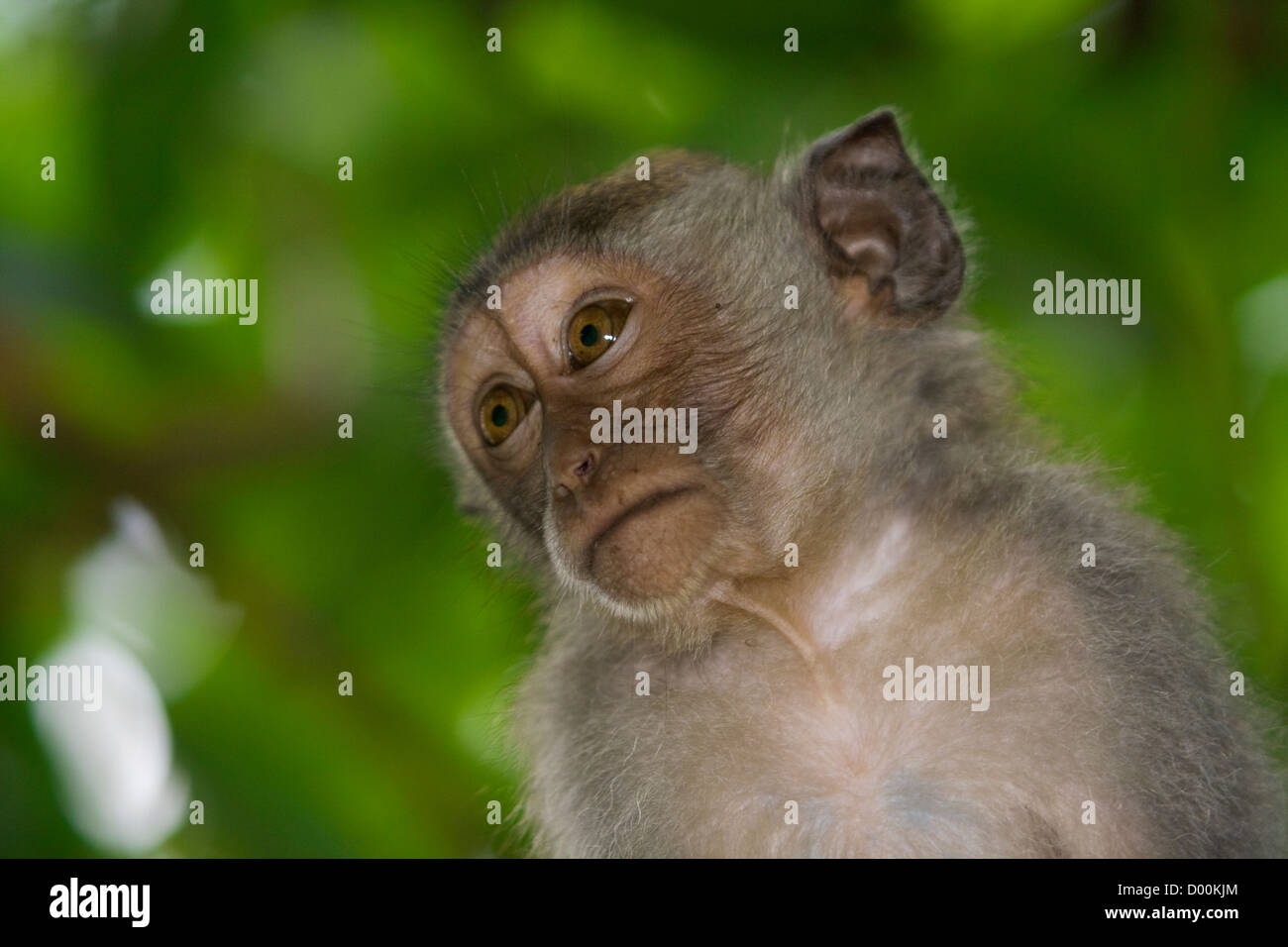 Brunei child hi-res stock photography and images - Alamy