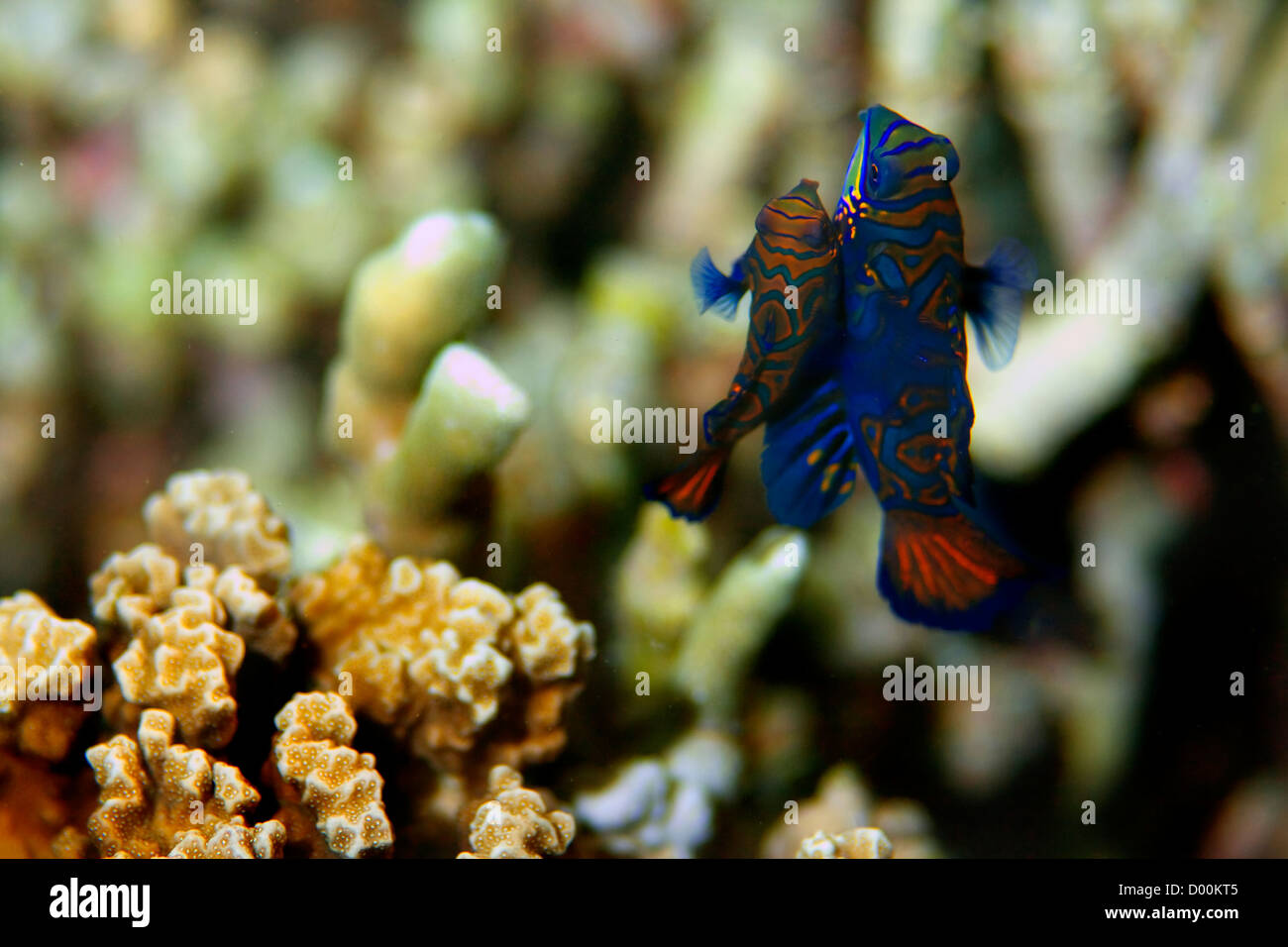 Mandarin fish at Malapascua, Philippines Stock Photo - Alamy