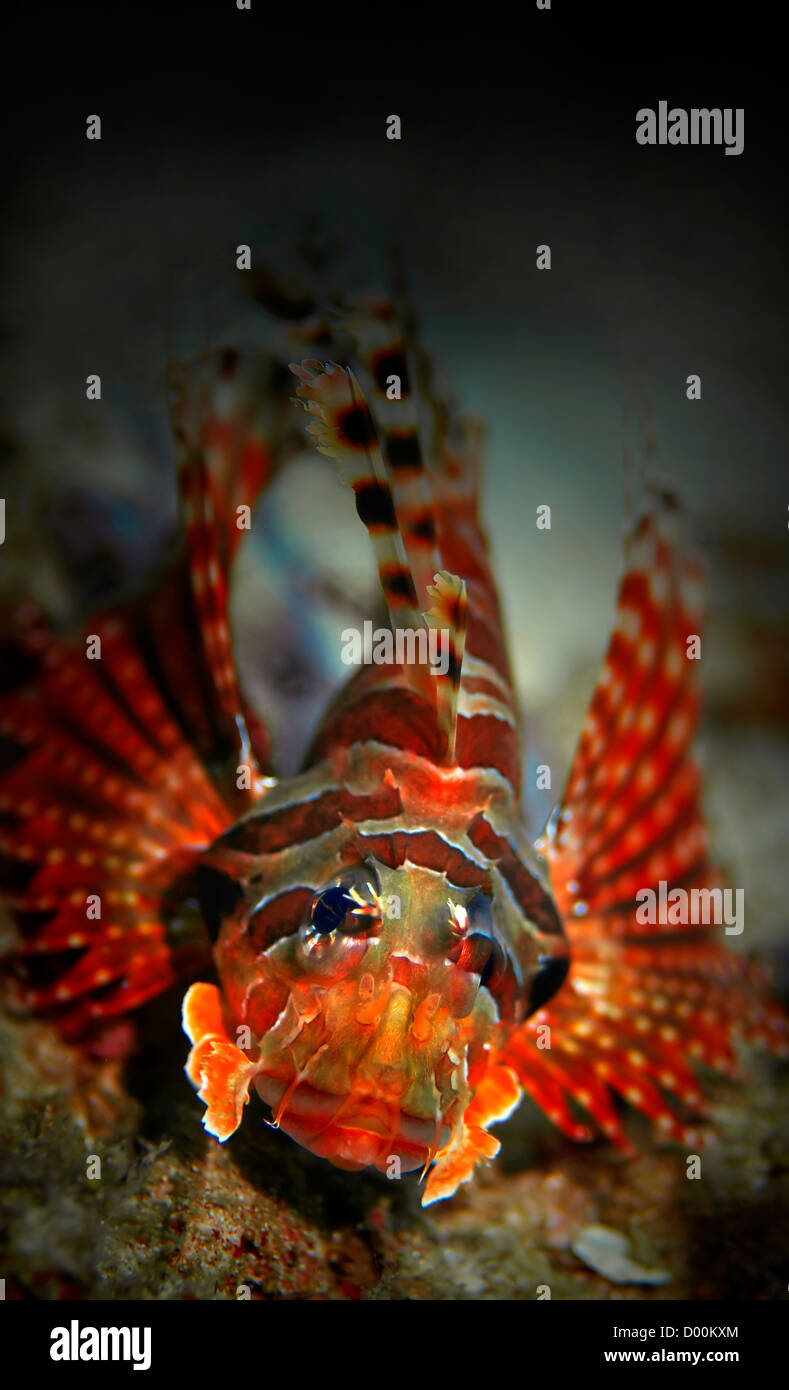Common lion fish hi-res stock photography and images - Alamy