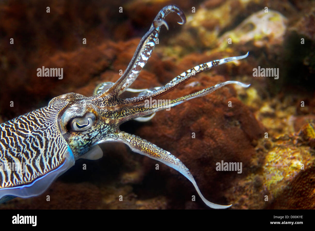 Cuttlefish at Palong divesite, Phi Phi, Thailand Stock Photo - Alamy