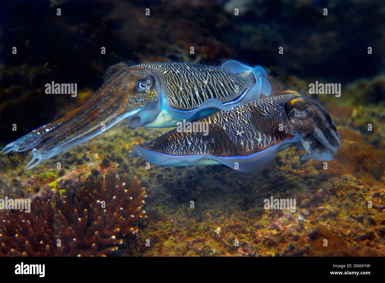 Octopus with cuttle fish hi-res stock photography and images - Alamy
