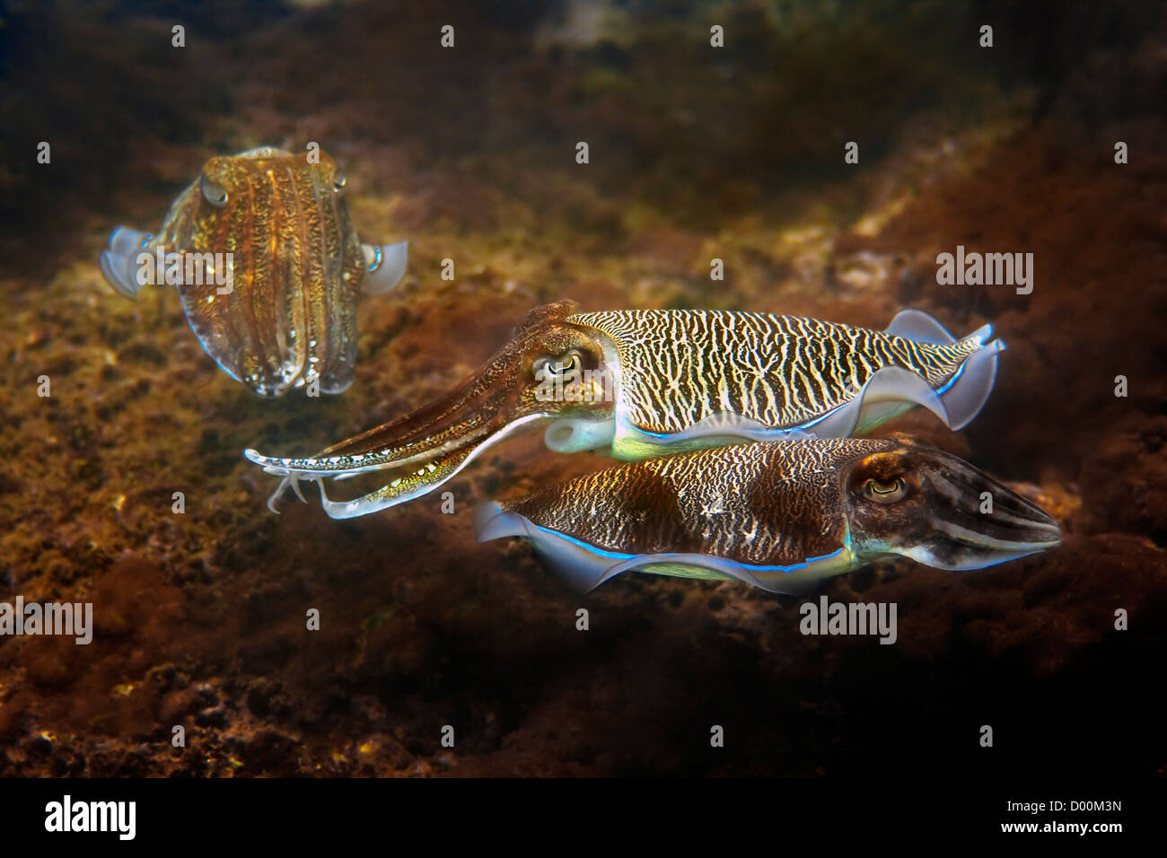 Cuttlefish hi-res stock photography and images - Alamy