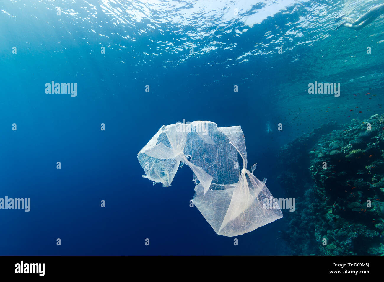 A discarded waste plastic bag floats in open ocean near a coral reef ...