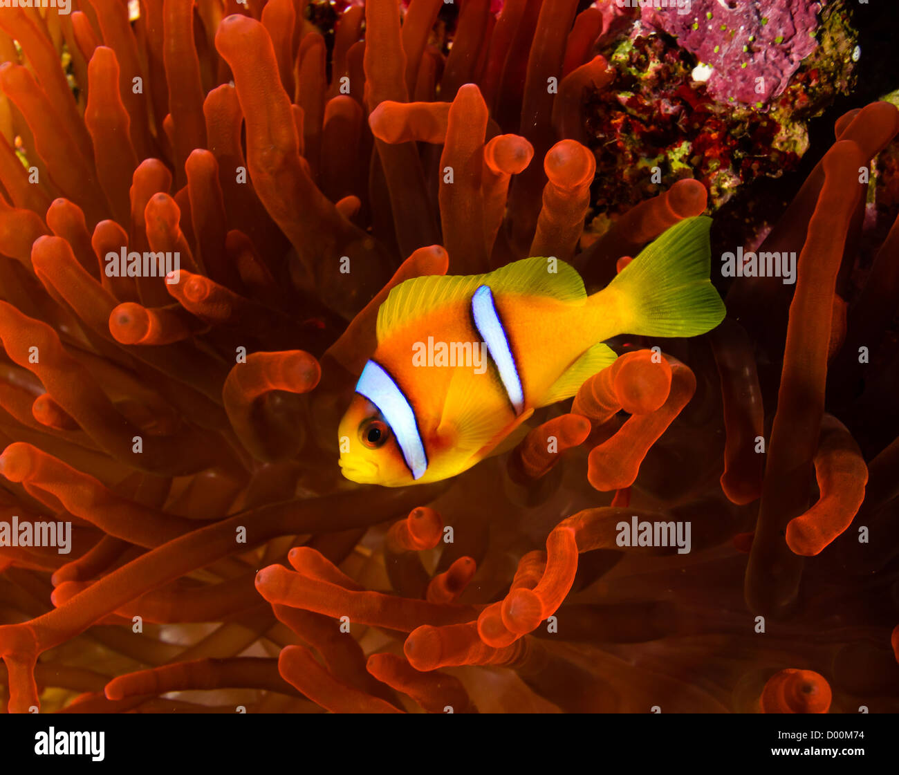 Clownfish inside a vivid red host anemone in the red sea Stock Photo ...