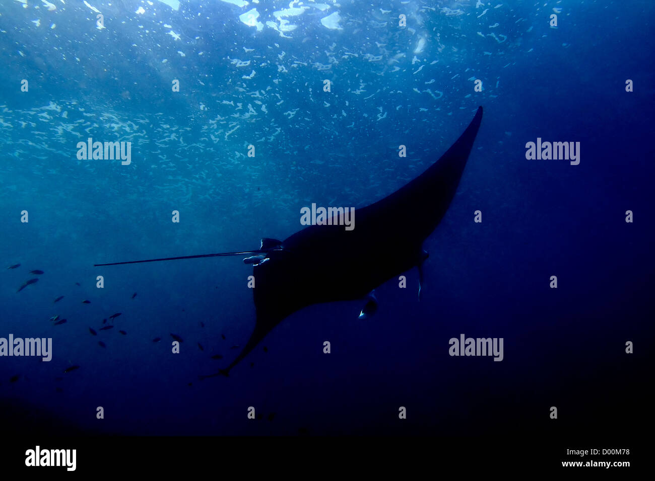 Manta point indonesia hi-res stock photography and images - Alamy