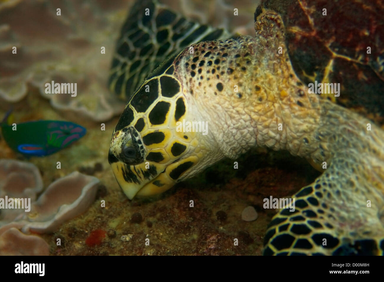 Wrinkle coral hi-res stock photography and images - Alamy