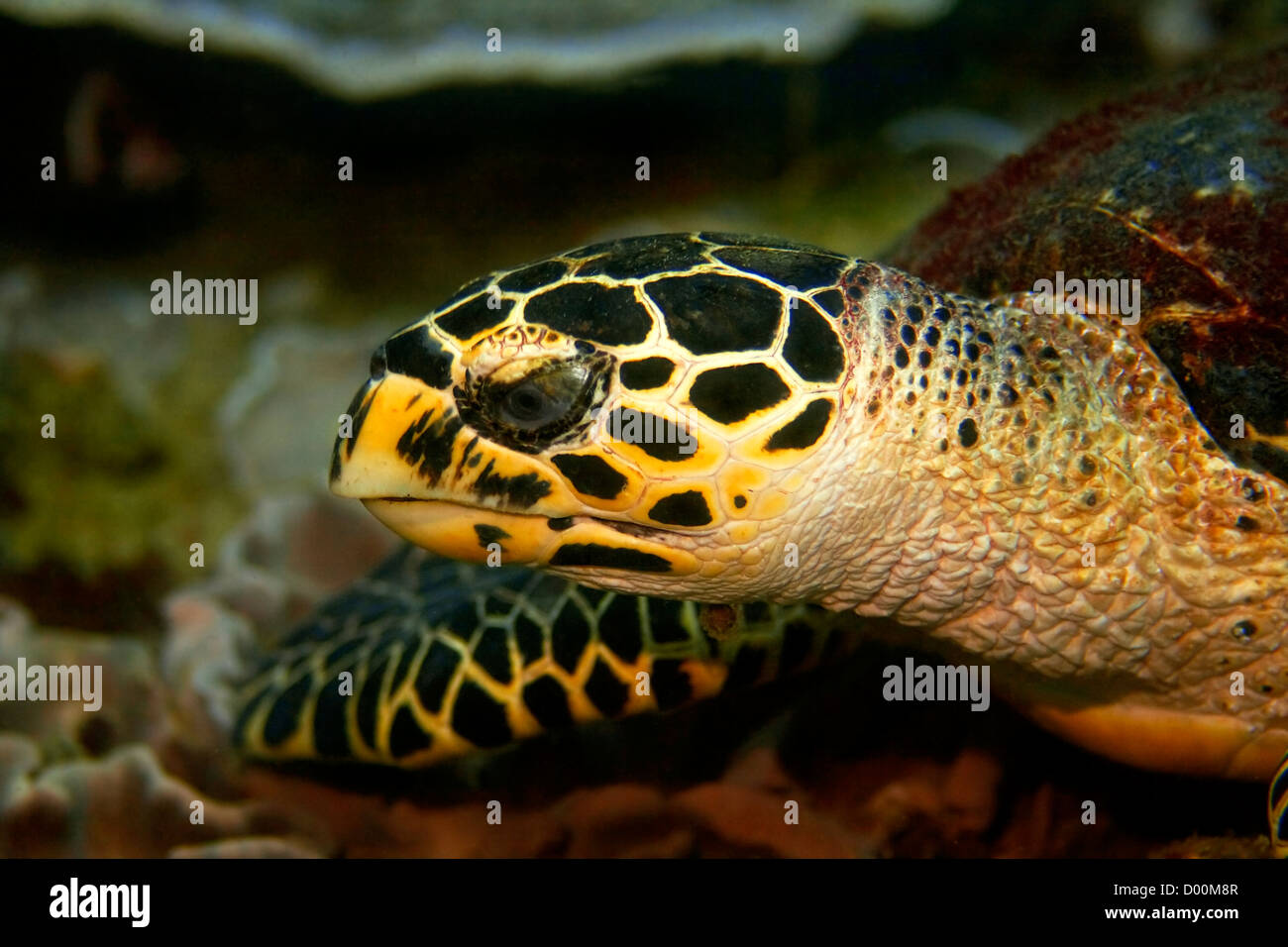 Hawksbill sea turtle at fish head hi-res stock photography and images ...