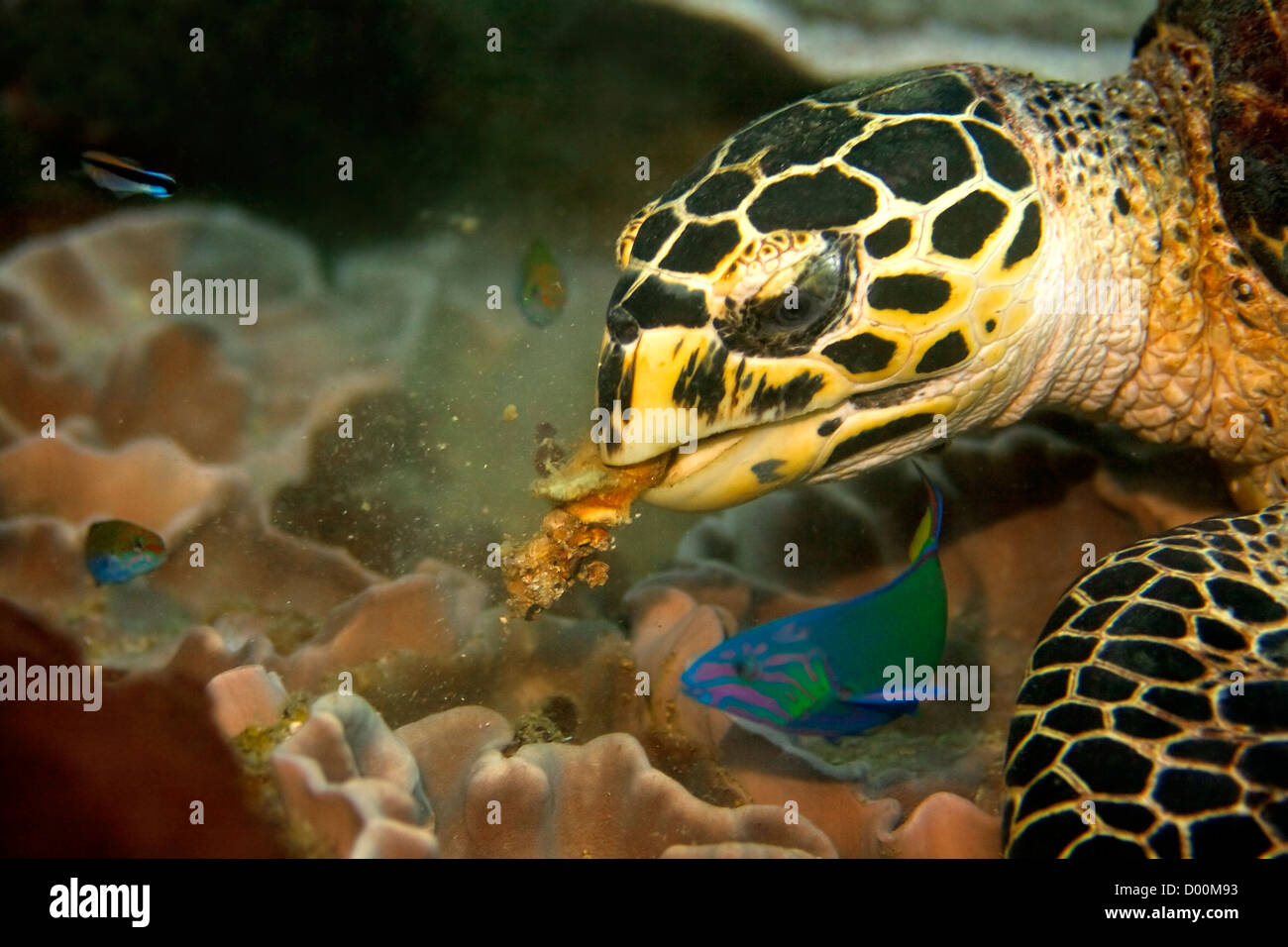 Hawksbill sea turtle at fish head hi-res stock photography and images ...