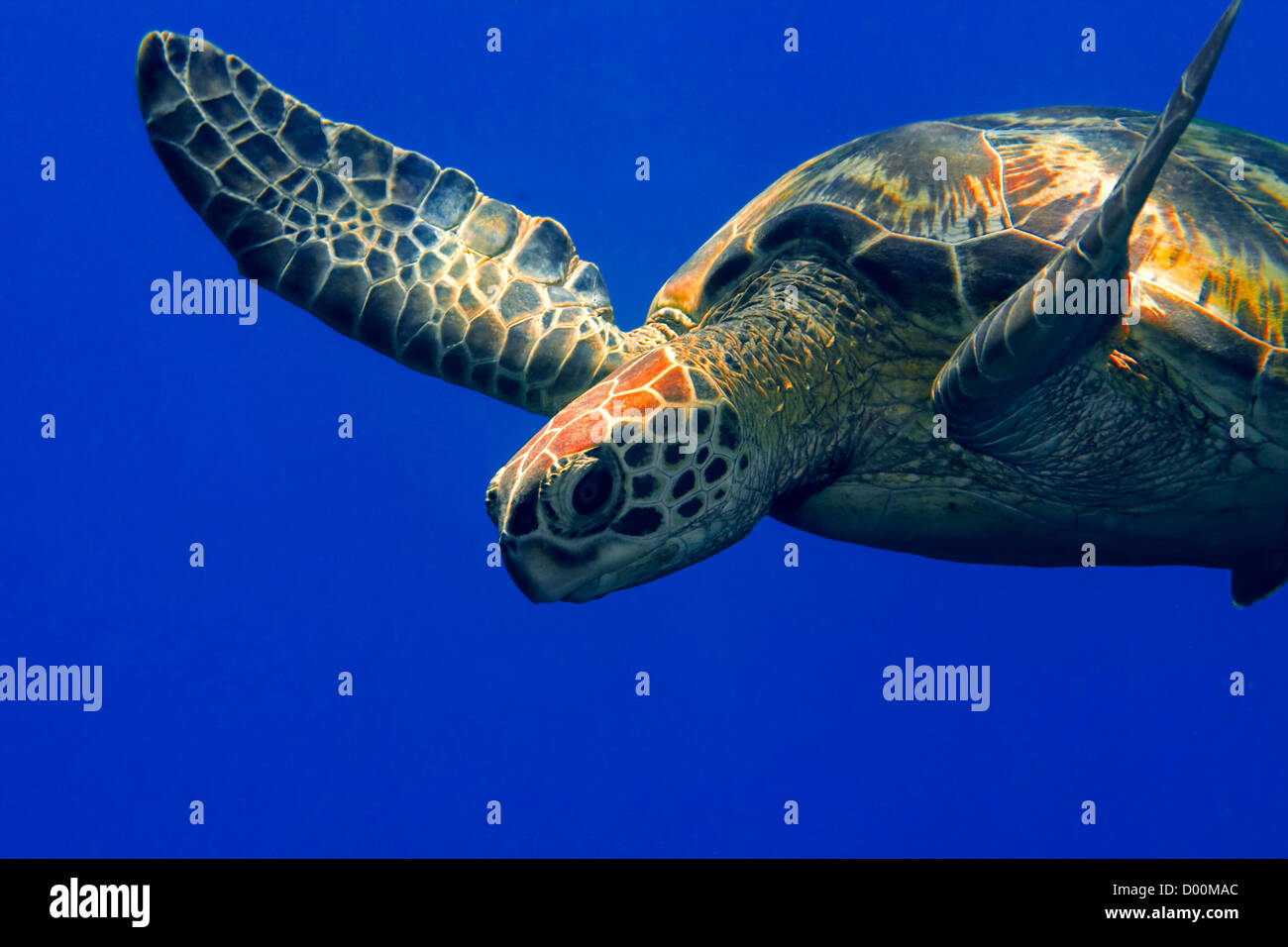 Turtle eye green sea turtle hi-res stock photography and images - Alamy