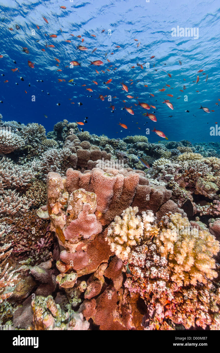 Hard and soft corals on a tropical coral reef wall Stock Photo - Alamy