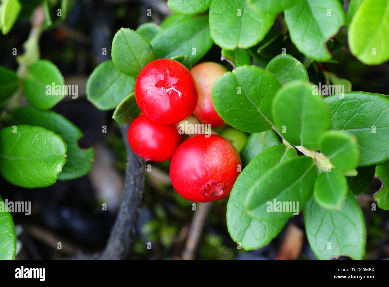 bush of ripe red cranberry in forest Stock Photo - Alamy