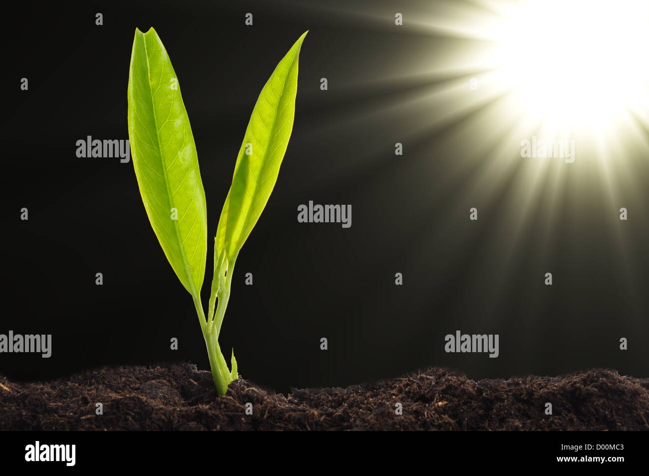 growth or new life concept with small plant sun and copyspace Stock ...
