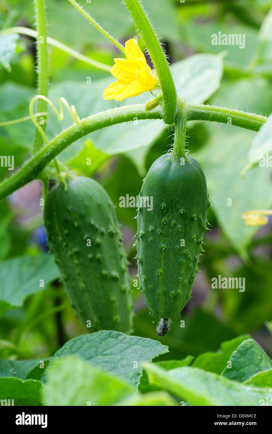two green cucumbers in garden on background Stock Photo - Alamy