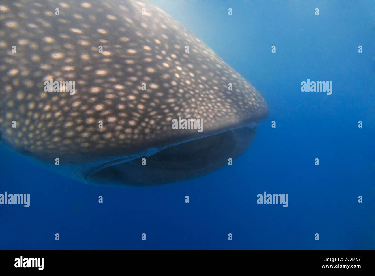 Donsol philippines hi-res stock photography and images - Alamy