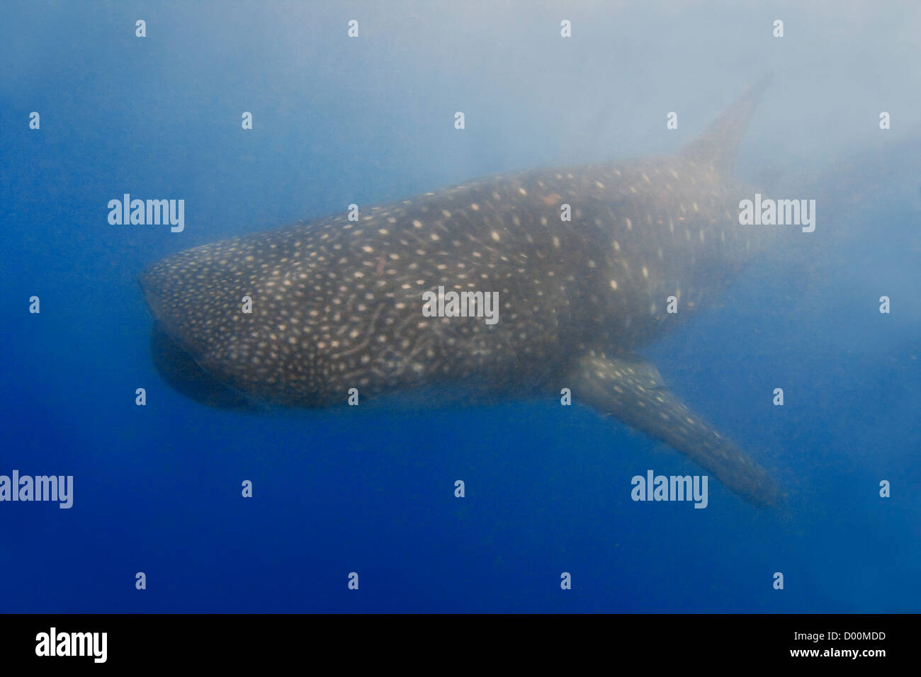 Whaleshark swim hi-res stock photography and images - Alamy