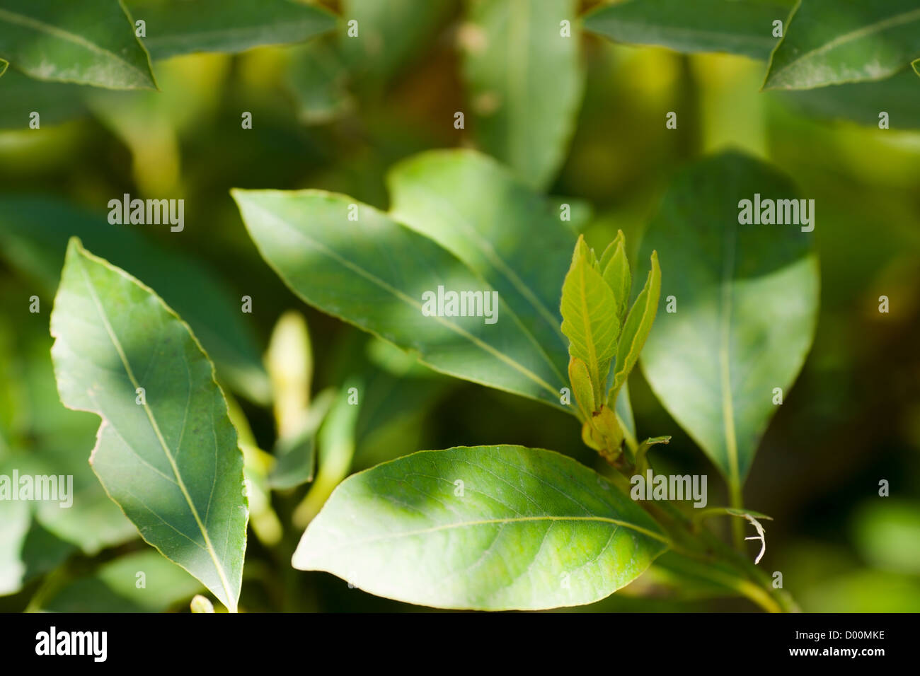 laurel tree green leaves closeup in summer sunny day Stock Photo - Alamy