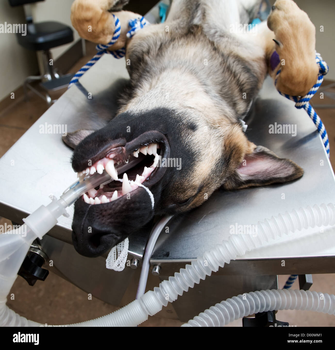 Large dog under anesthesia in veterinarian clinic Stock Photo - Alamy