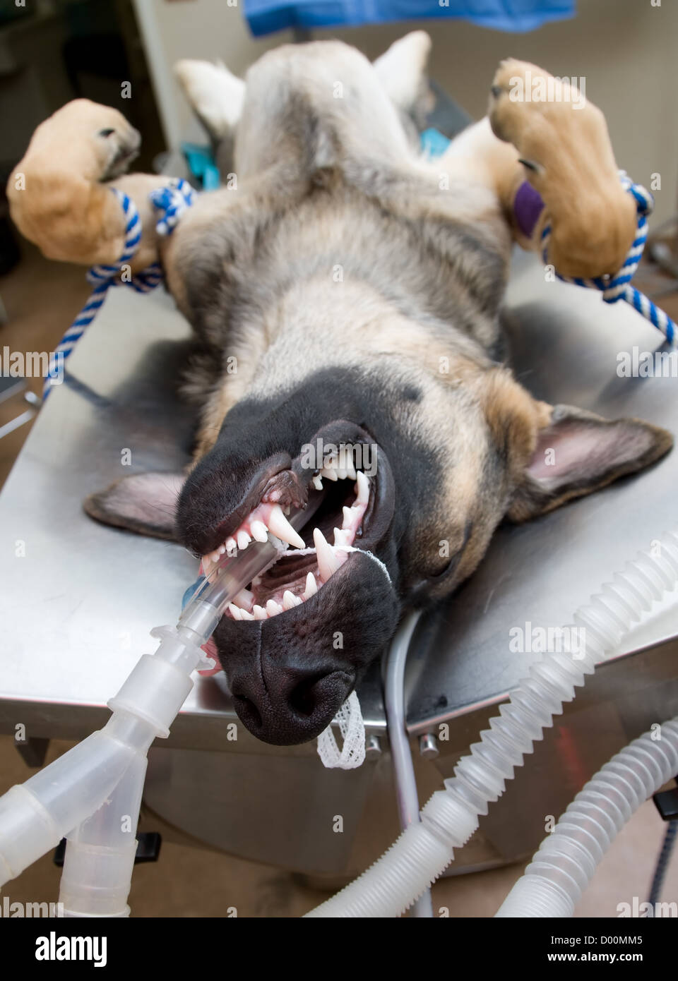 Dog under anesthesia in veterinary hi-res stock photography and images ...