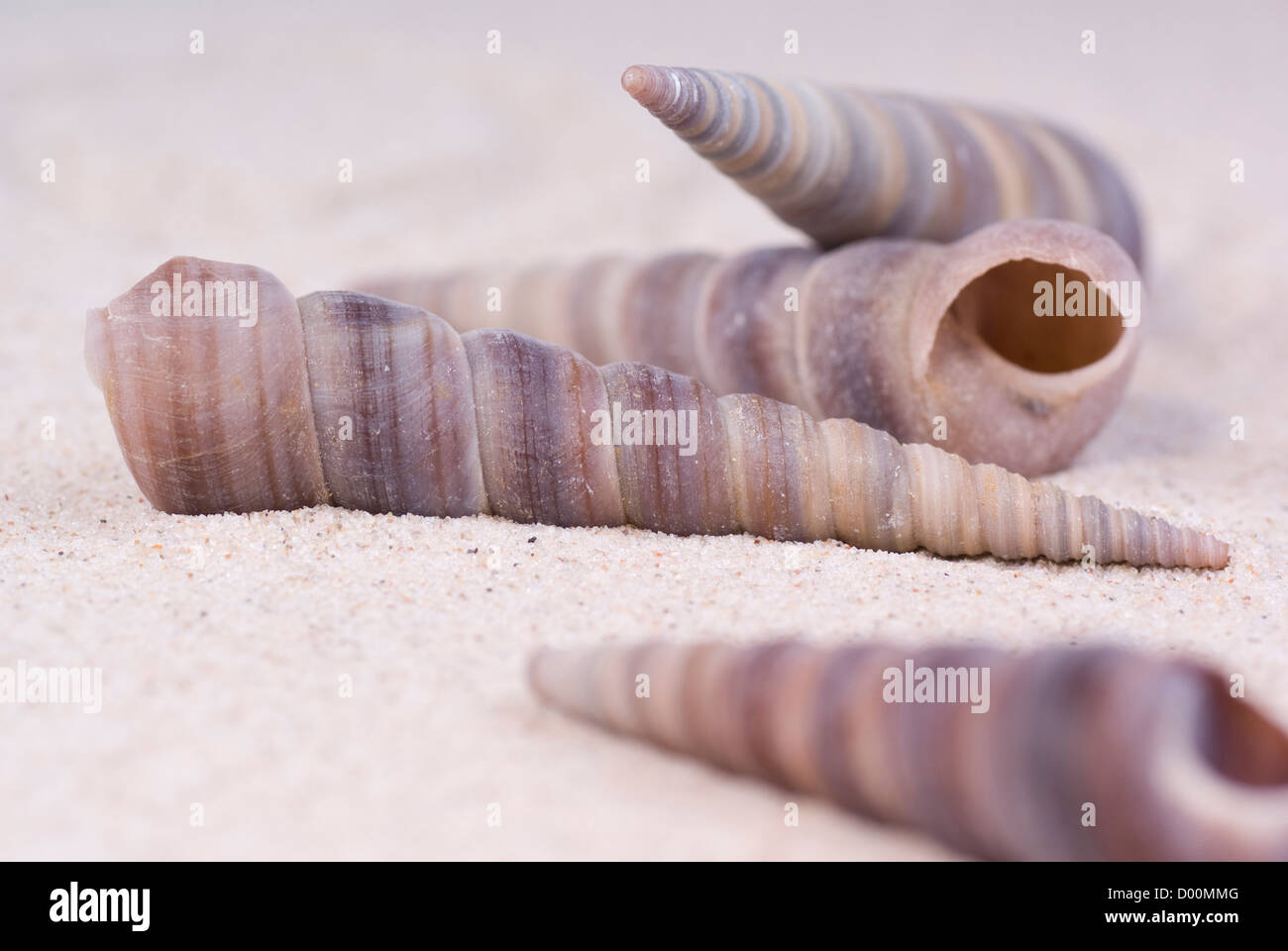 four crust sea snails on a sea sand Stock Photo - Alamy