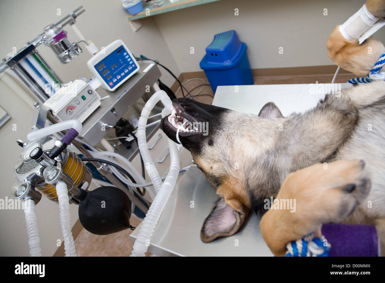 Large dog under anesthesia in veterinarian clinic Stock Photo - Alamy