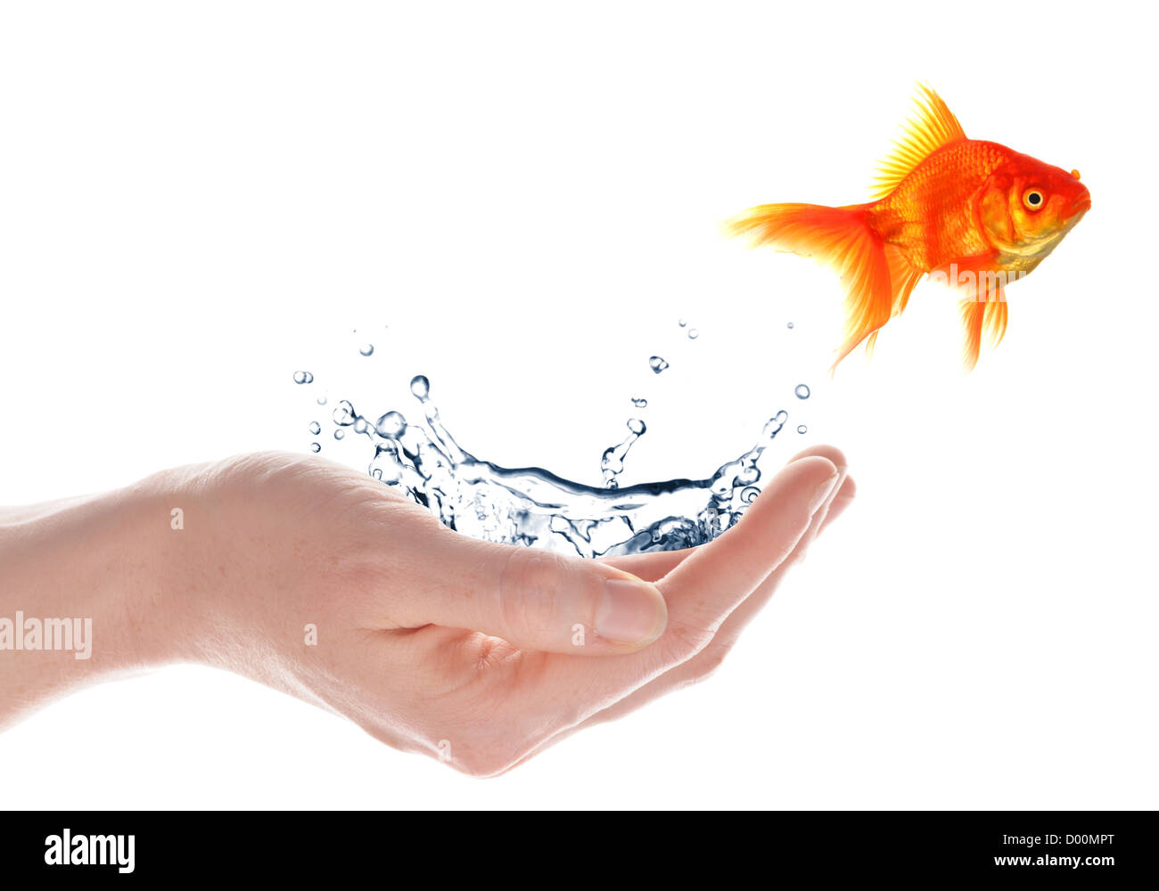 freedom free flee or escape concept with goldfish and hand Stock Photo ...