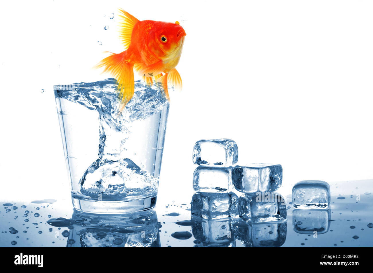 Cold water fish tank hi-res stock photography and images - Alamy