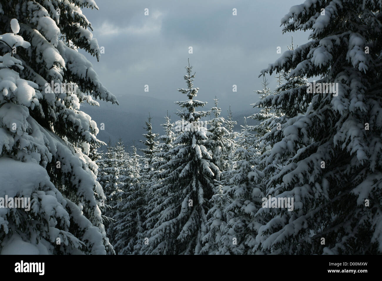 Christmas theme- frozen trees Stock Photo - Alamy