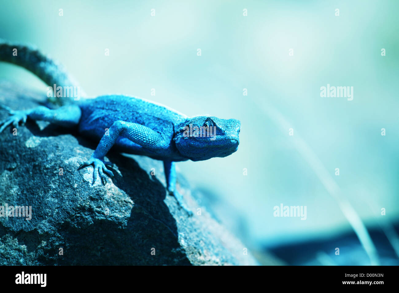 Little lizzard hi-res stock photography and images - Alamy