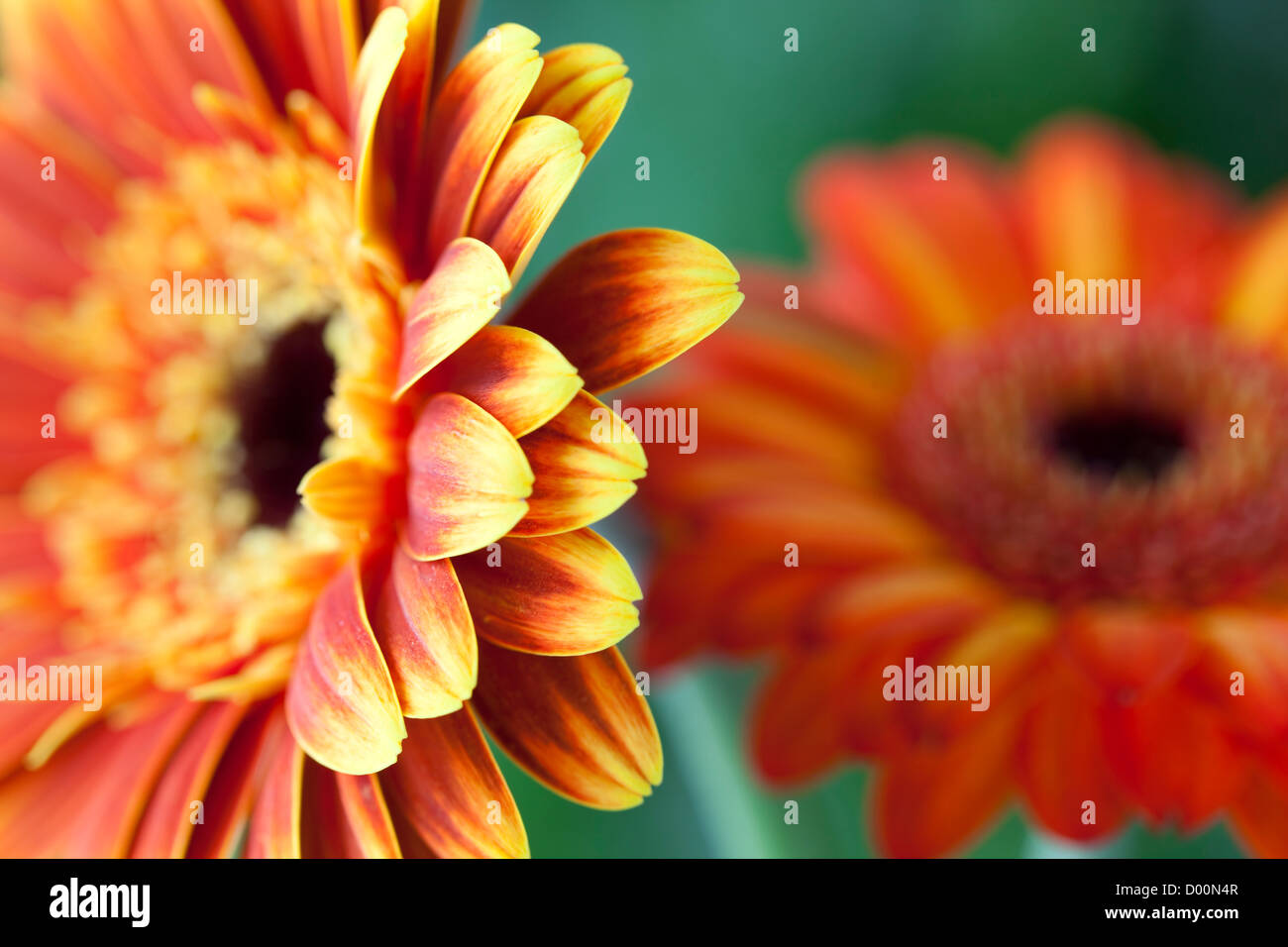 two orange gerbera on green background grass Stock Photo - Alamy