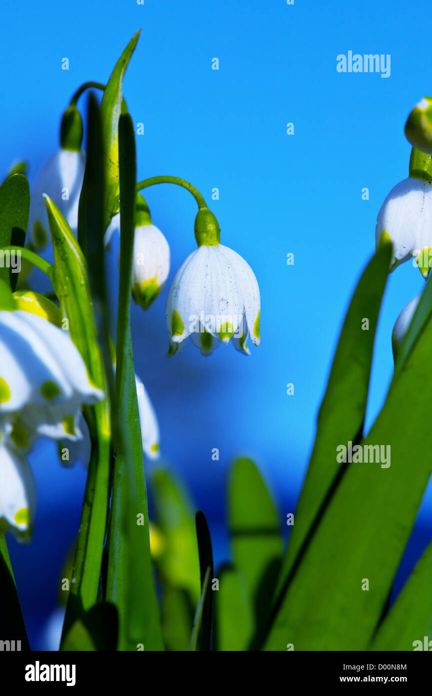 First spring flowers Stock Photo - Alamy