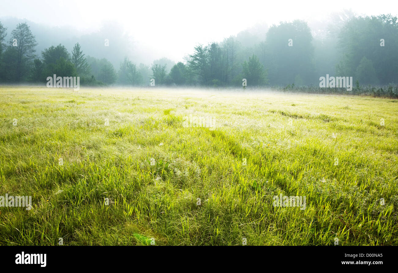 misty spring meadow Stock Photo - Alamy