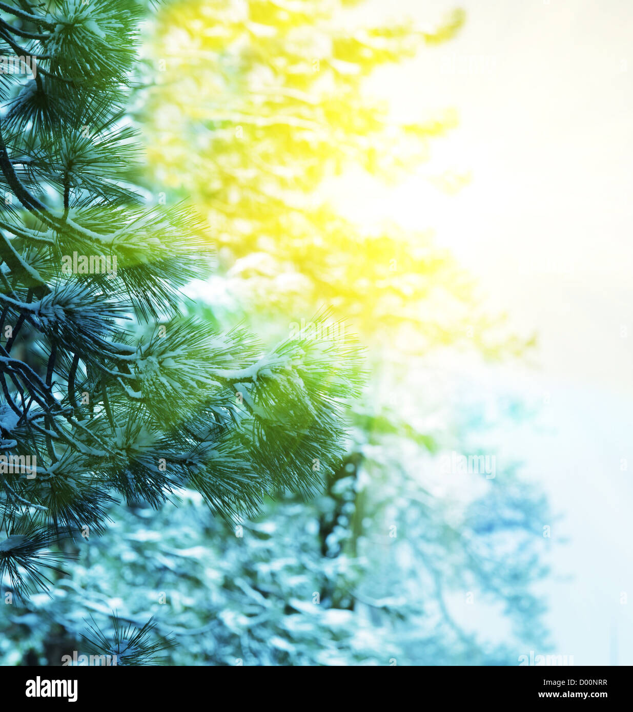 a frozen tree Stock Photo - Alamy