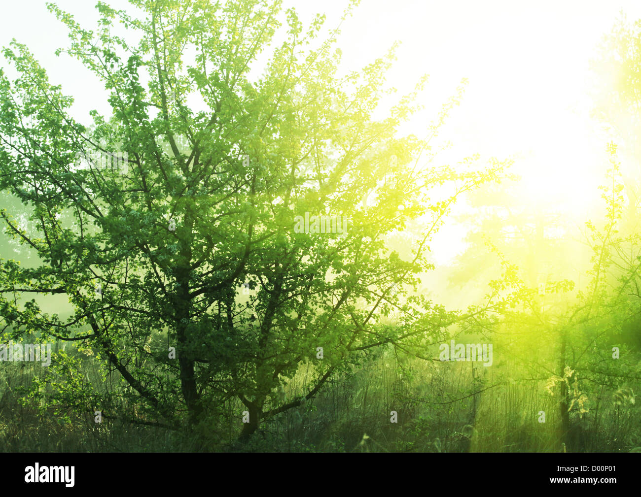 Sunny beams in forest Stock Photo - Alamy
