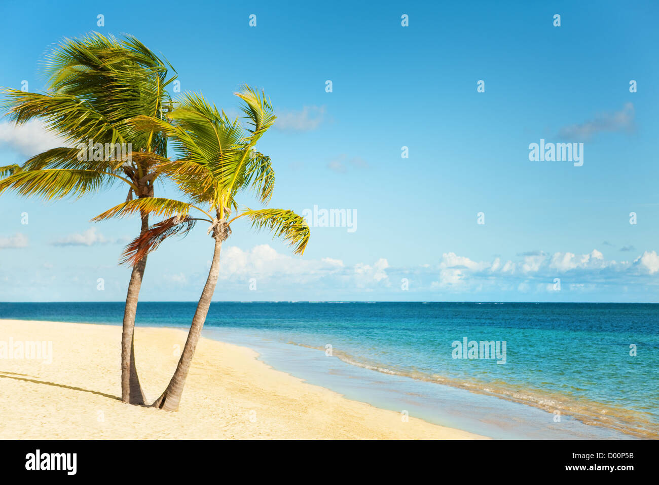 Seashore of Caribbean sea with a palm tree Stock Photo - Alamy