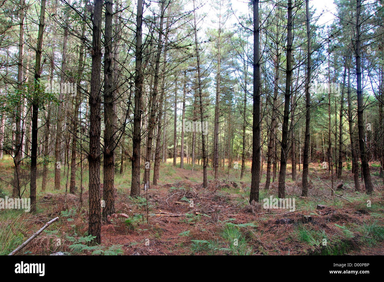 Wareham forest hi-res stock photography and images - Alamy