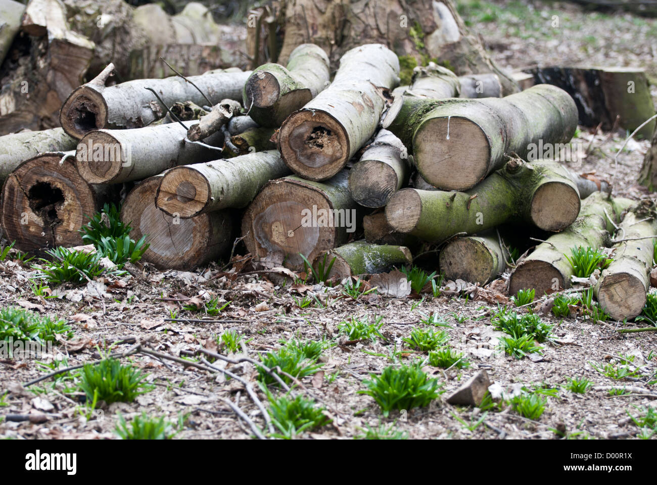 Recently felled and cut up trees in Rufford Country park ...