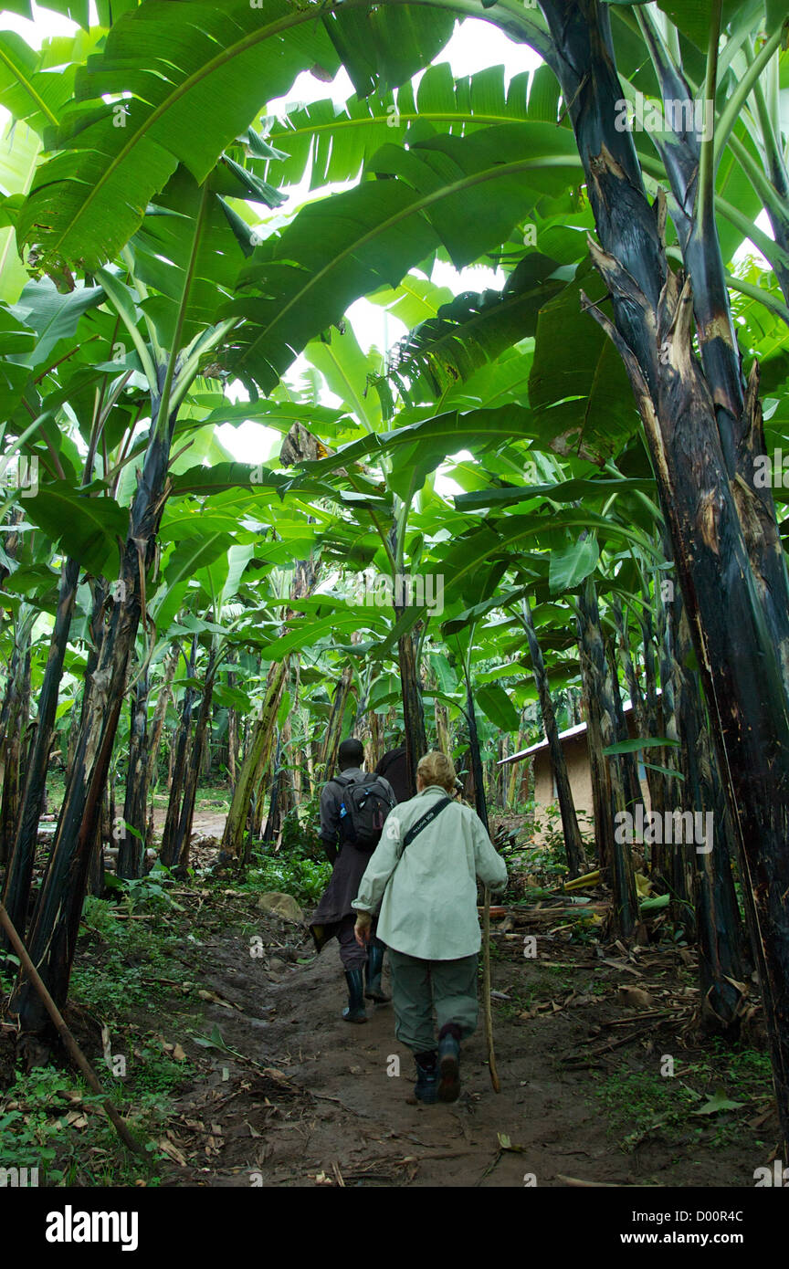 Gorilla tracking tour hi-res stock photography and images - Alamy