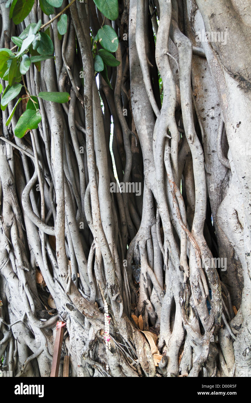 Tree Roots in Bangkok, Thailand Stock Photo - Alamy