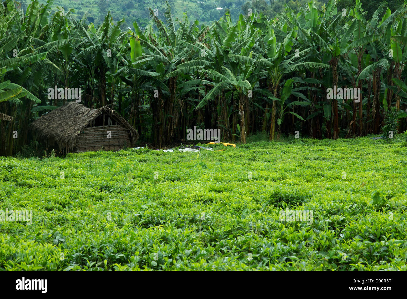 Mountain Gorilla Tracking, Bwindi Impenetrable Forest, National Park ...
